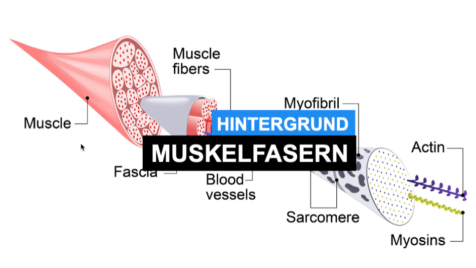 Muskelfasern – Woraus besteht eigentlich unsere Muskulatur?